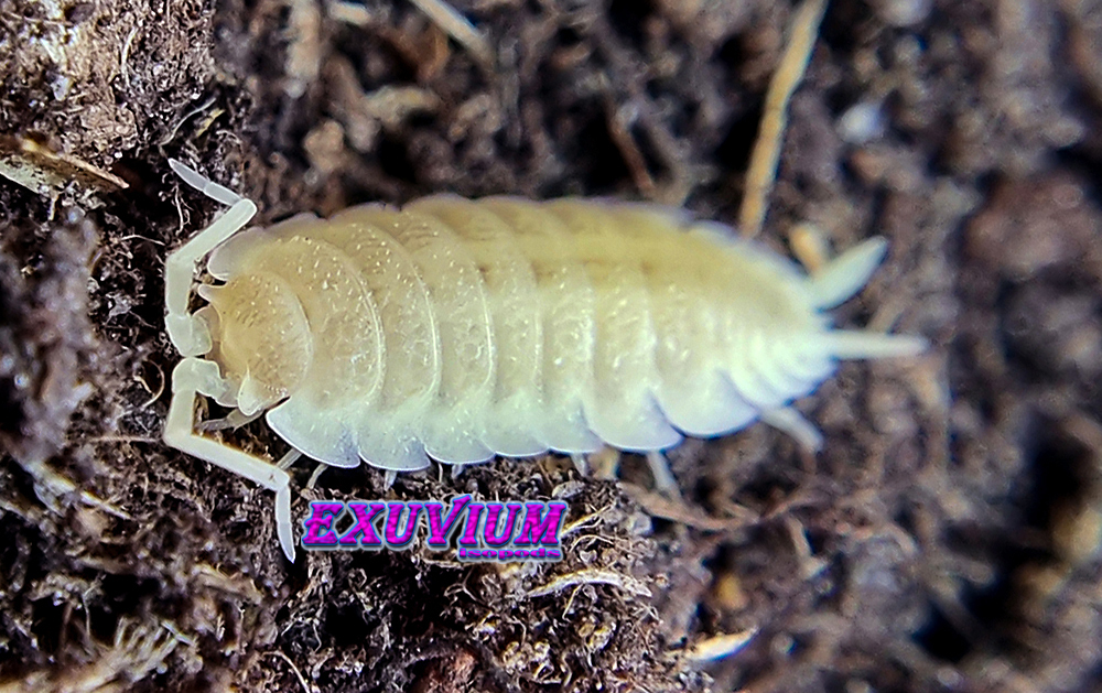 Porcellio scaber ‘Whiteout’ – Exuvium Isopods
