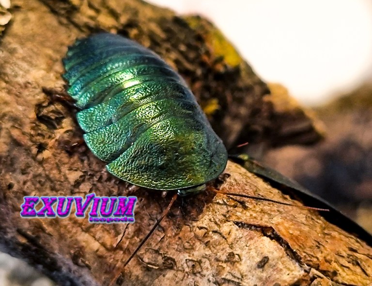 Corydidarum magnifica (Emerald Cockroach) – Exuvium Isopods