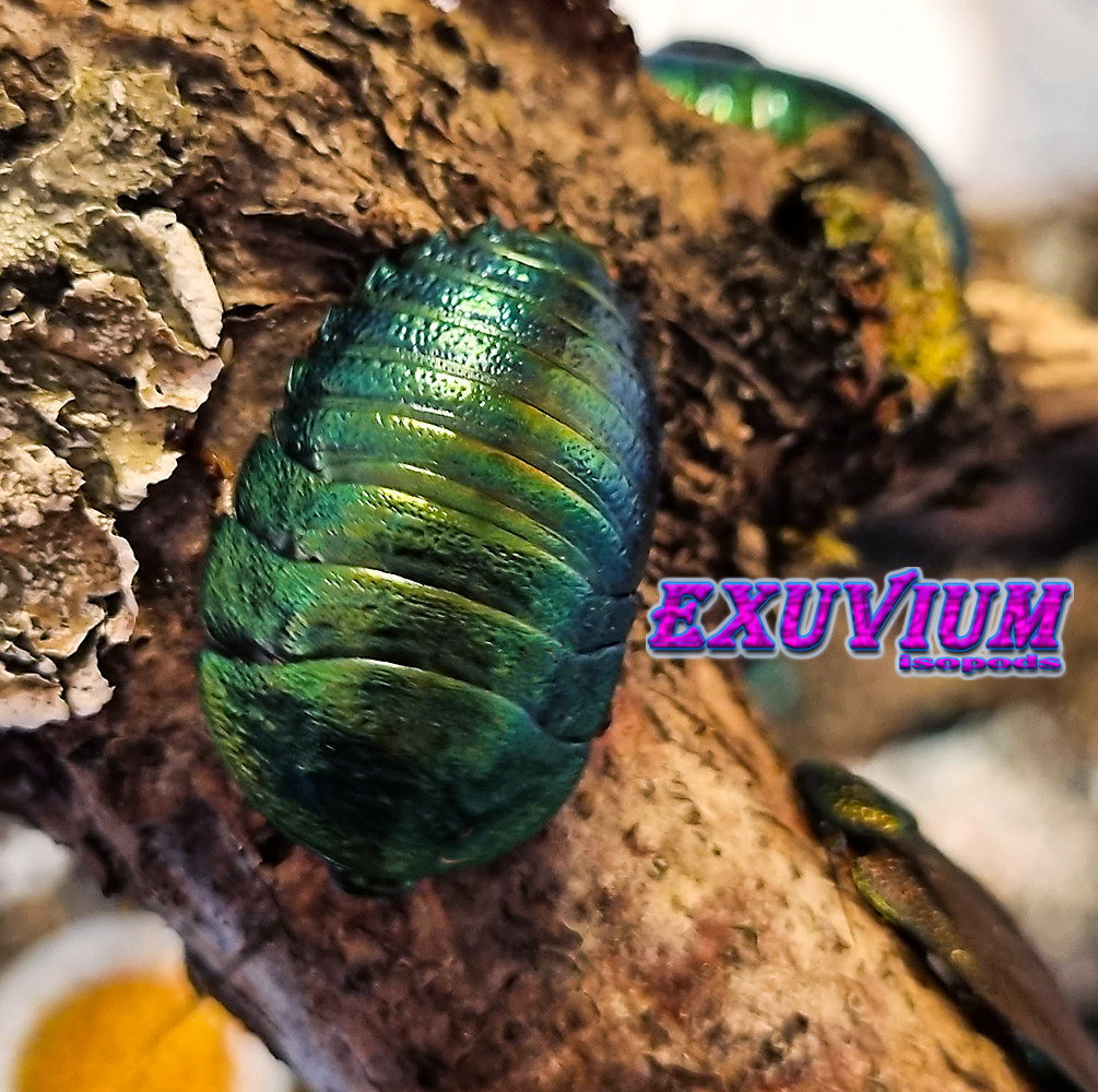 Corydidarum magnifica (Emerald Cockroach) – Exuvium Isopods