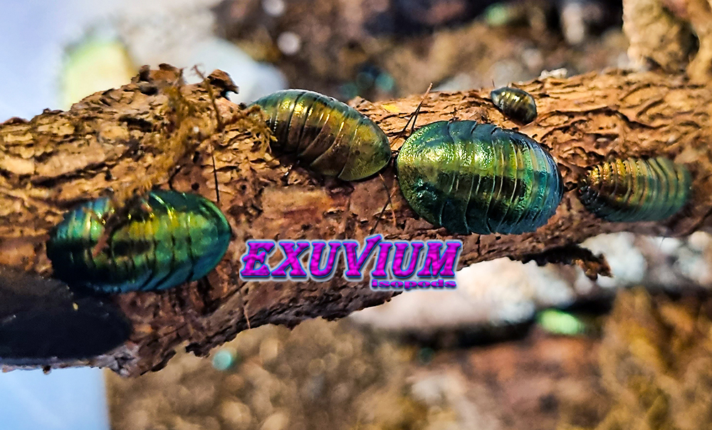 Corydidarum magnifica (Emerald Cockroach) – Exuvium Isopods