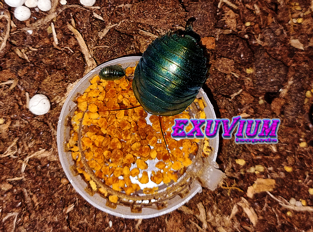 Corydidarum magnifica (Emerald Cockroach) – Exuvium Isopods