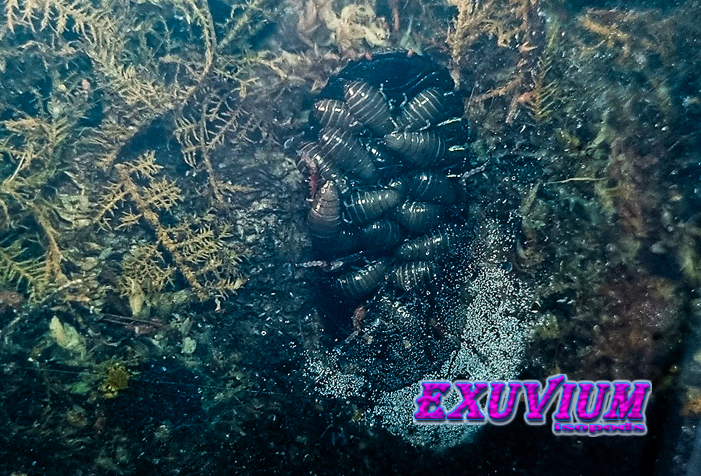 Corydidarum magnifica (Emerald Cockroach) – Exuvium Isopods