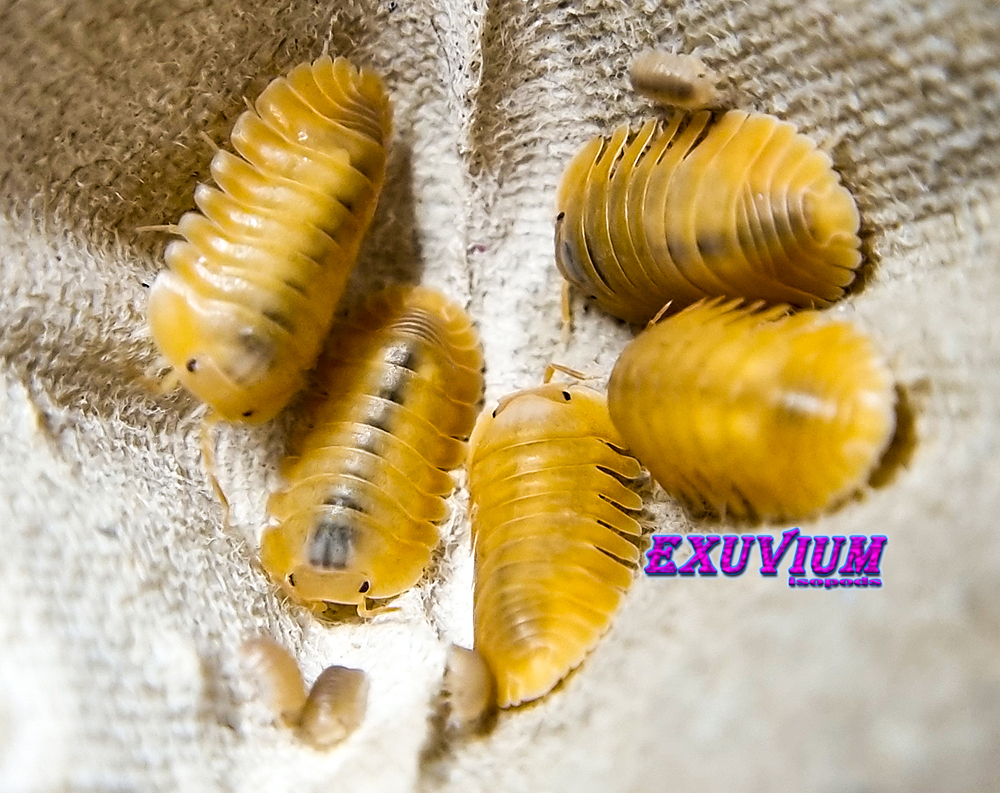 Cubaris sp. ‘Orange Freezy’ Captive Bred Isopods – Exuvium Isopods