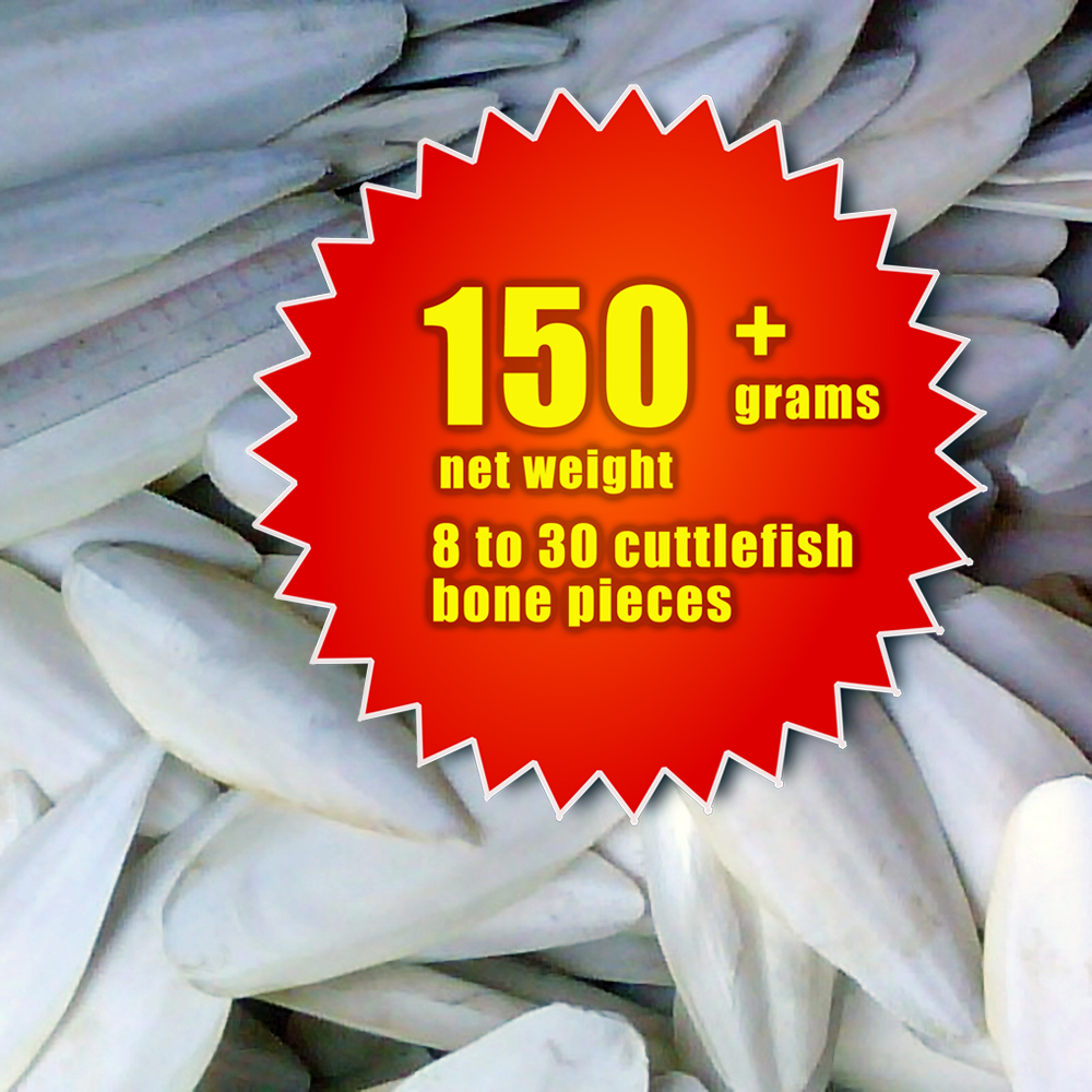 Cuttlefish bone (sepia) | Natural calcium – Exuvium Isopods