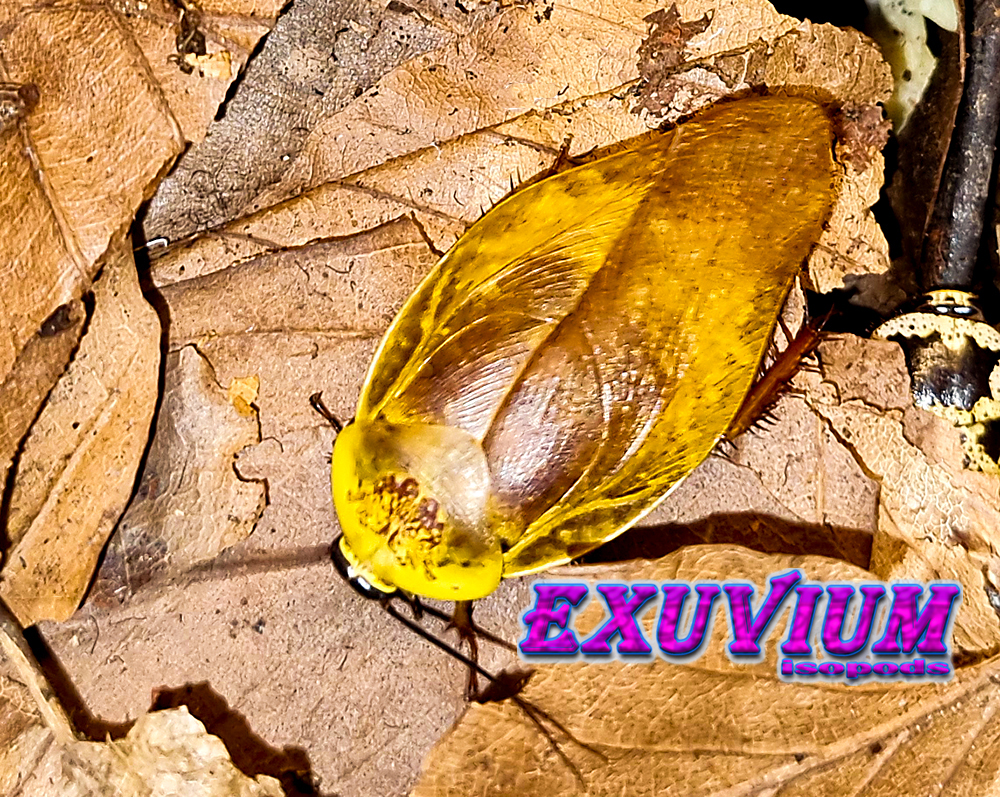 Gyna lurida ‘Yellow’ (Yellow Porcelain Cockroach) – Exuvium Isopods