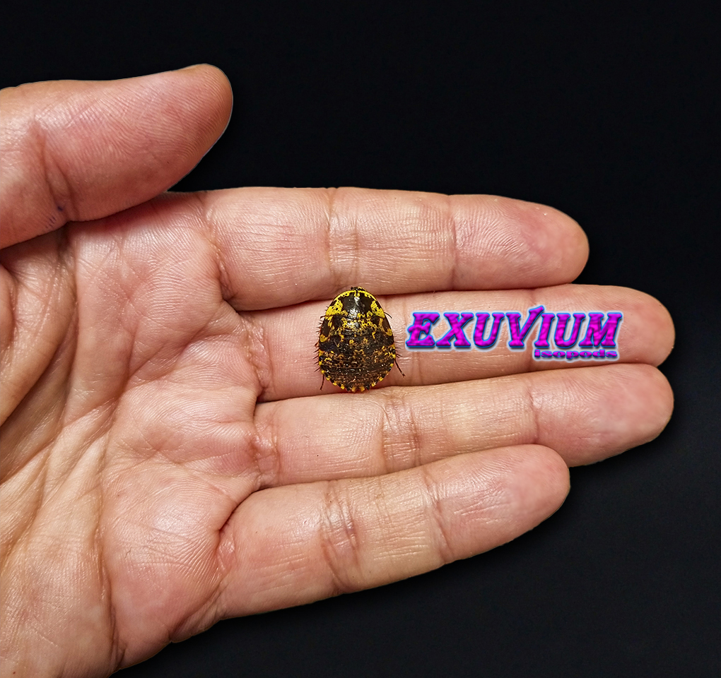 Gyna lurida ‘Yellow’ (Yellow Porcelain Cockroach) – Exuvium Isopods