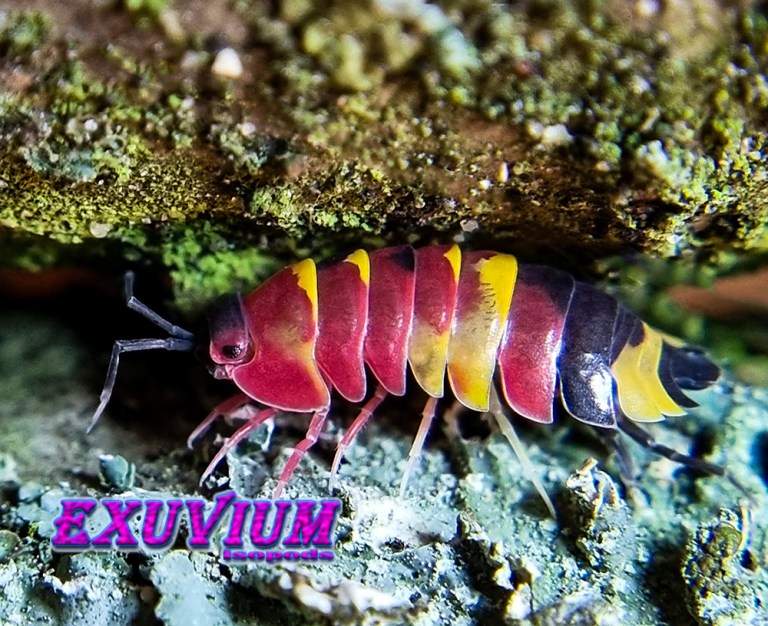 Ardentiella sp. ‘Blister’ – Exuvium Isopods