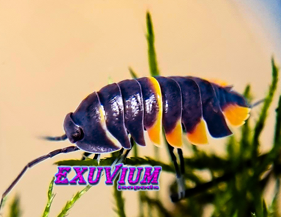 Ardentiella sp. ‘Ember Bee’ – Exuvium Isopods