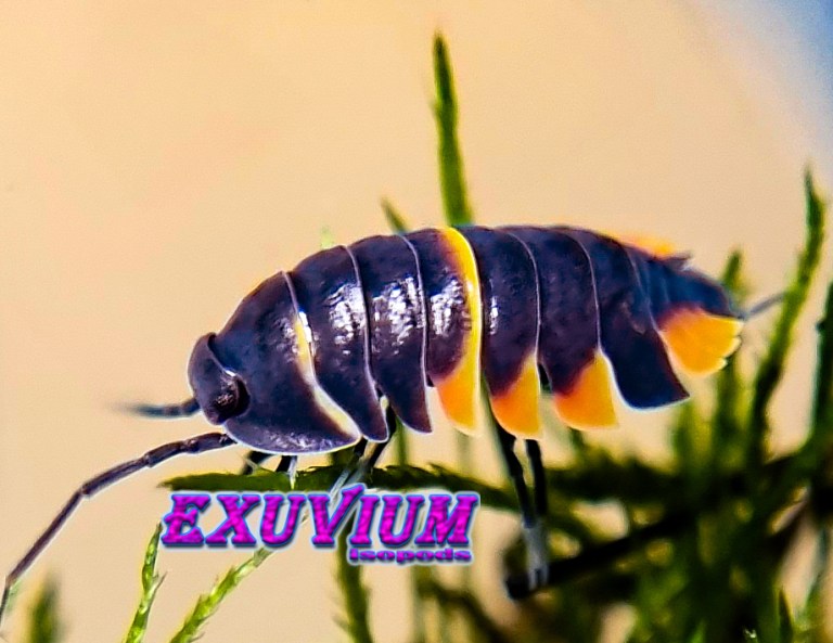 Ardentiella sp. ‘Ember Bee’ – Exuvium Isopods