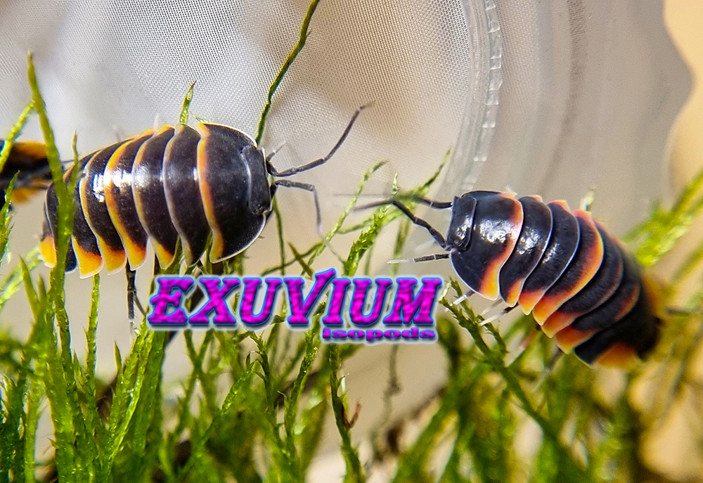 Ardentiella sp. ‘Ember Bee’ – Exuvium Isopods