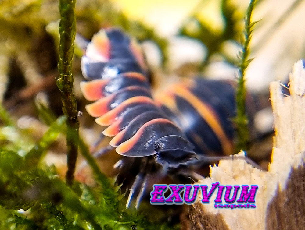 Ardentiella sp. ‘Ember Bee’ – Exuvium Isopods