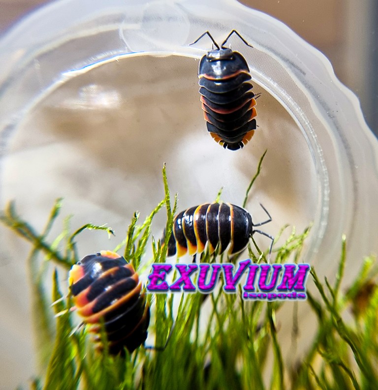 Ardentiella sp. ‘Ember Bee’ – Exuvium Isopods