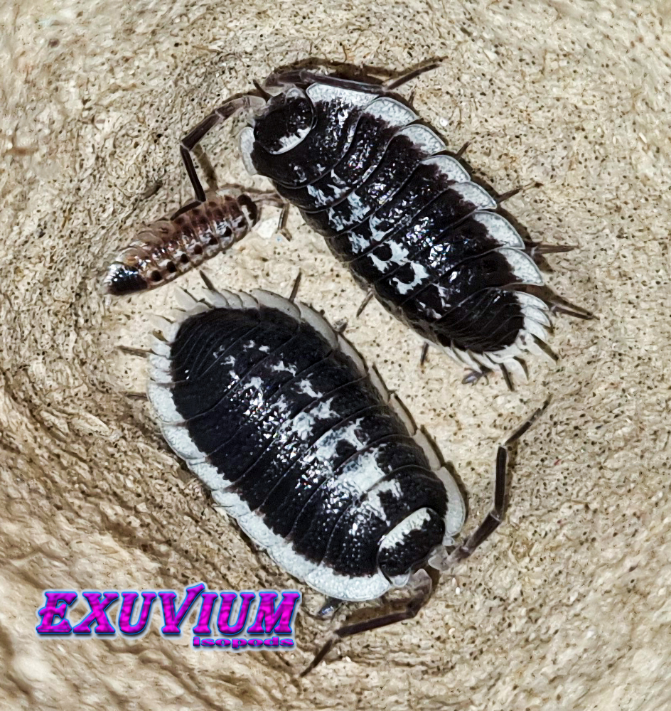 Porcellio flavomarginatus (Yellow-bordered Woodlouse) – Exuvium Isopods