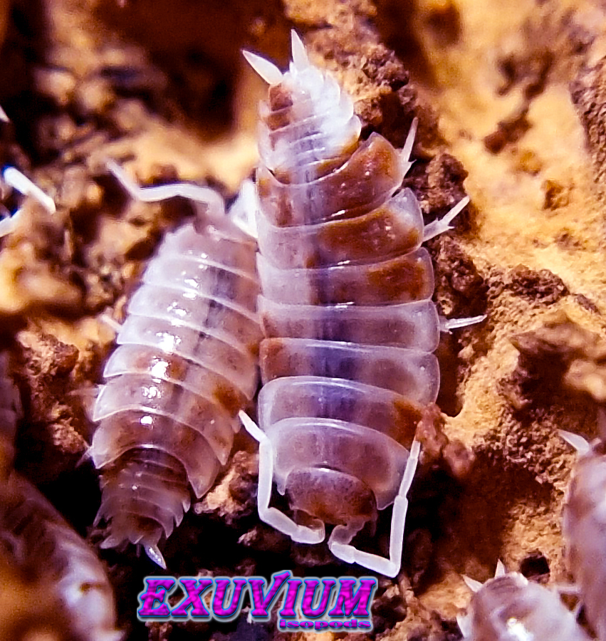 Porcellionides pruinosus ‘Red Koi’ (new line) – Exuvium Isopods