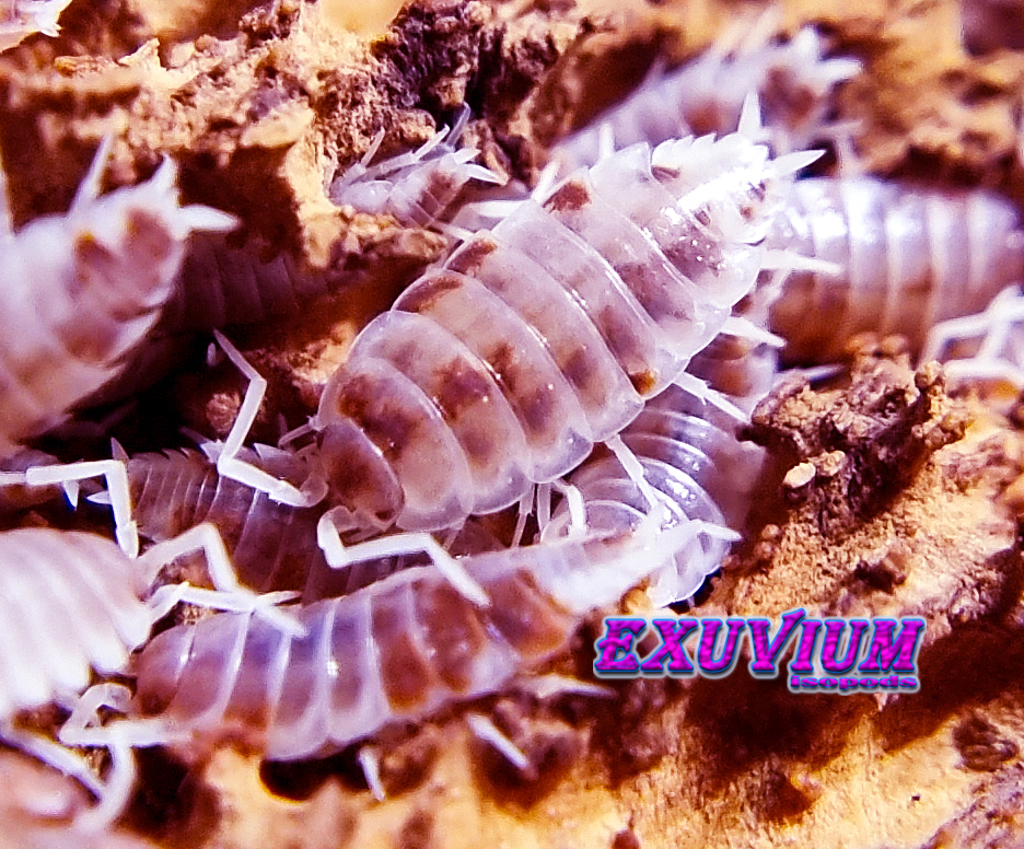 Porcellionides pruinosus ‘Red Koi’ (new line) – Exuvium Isopods