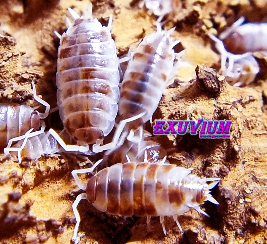 Porcellionides pruinosus ‘Red Koi’ (new line) – Exuvium Isopods