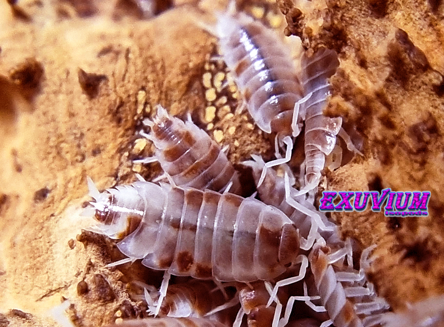 Porcellionides pruinosus ‘Red Koi’ (new line) – Exuvium Isopods