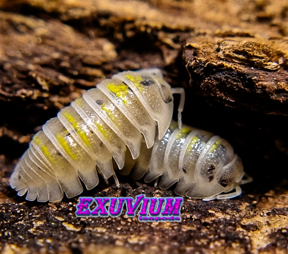 Armadillidium granulatum ‘Magic Potion’ – Exuvium Isopods