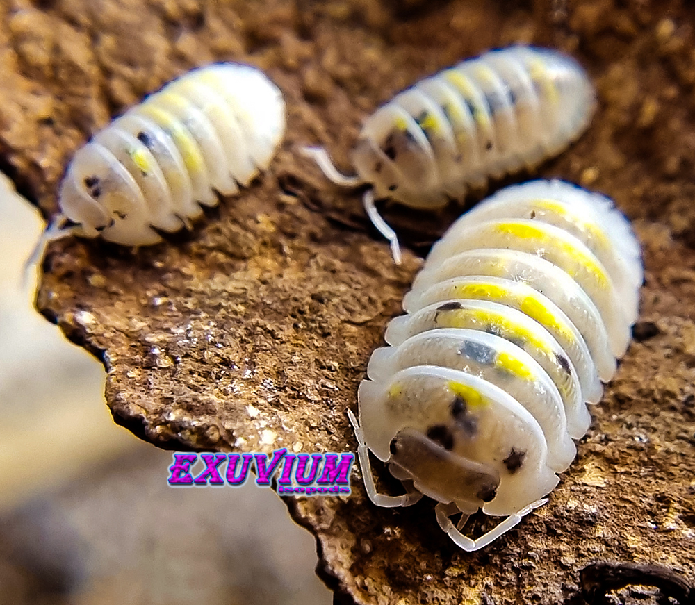 Armadillidium granulatum ‘Magic Potion’ – Exuvium Isopods
