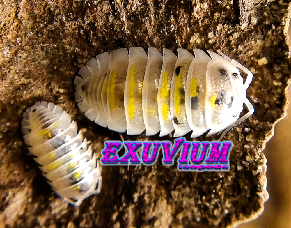 Armadillidium granulatum ‘Magic Potion’ – Exuvium Isopods