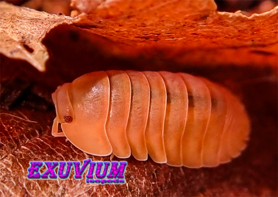 Cubaris sp. ‘Giant Mandarin’ – Exuvium Isopods