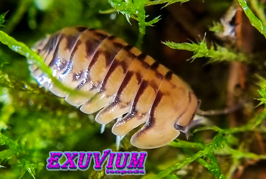 Cubaris sp. ‘Honeymoon Tiger’ – Exuvium Isopods