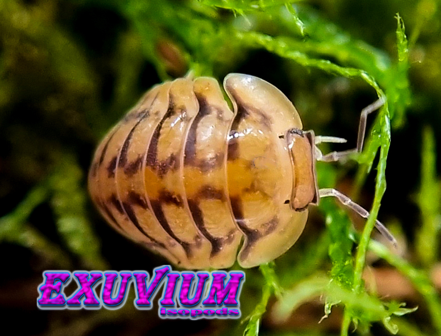 Cubaris sp. ‘Honeymoon Tiger’ – Exuvium Isopods