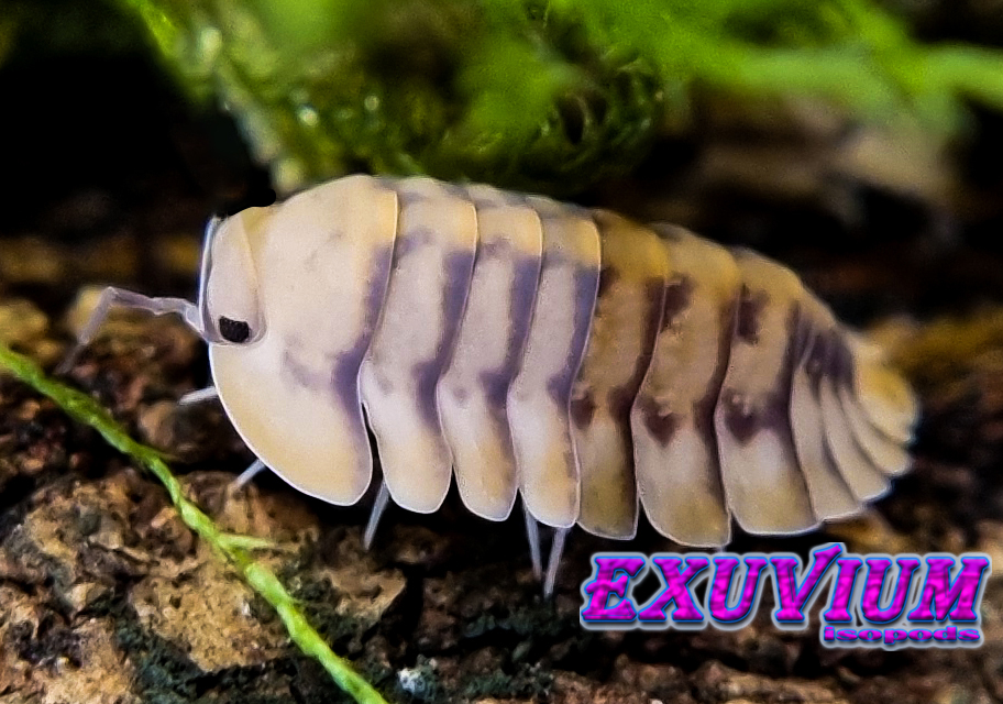Cubaris sp. ‘Honeymoon Tiger’ – Exuvium Isopods