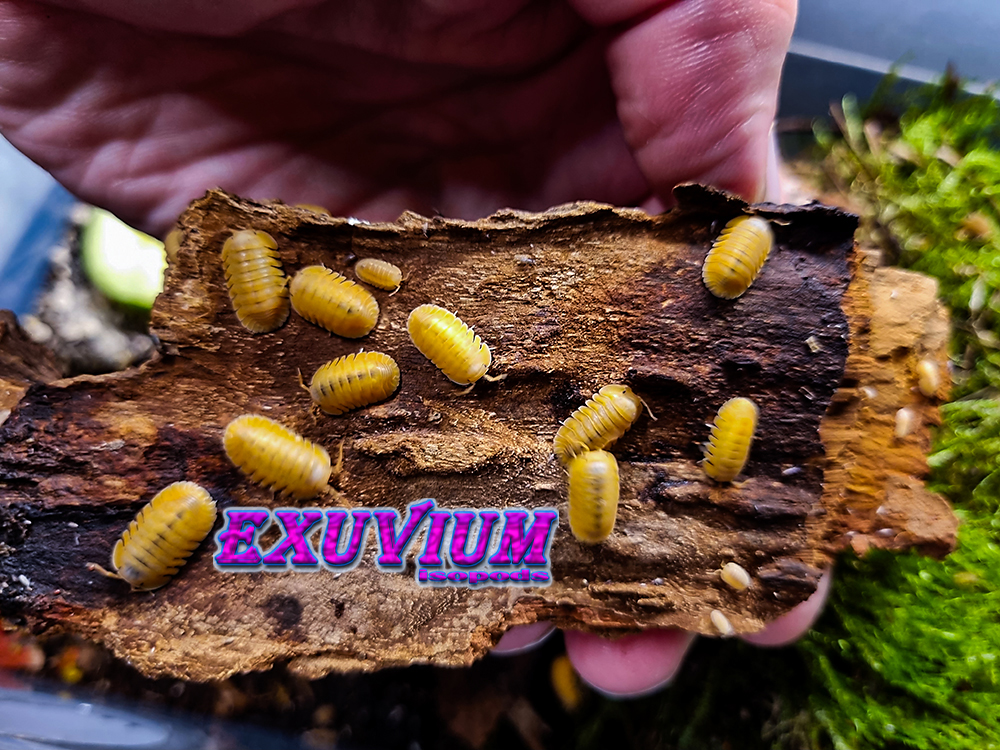 Cubaris sp. ‘Orange Freezy’ – Exuvium Isopods