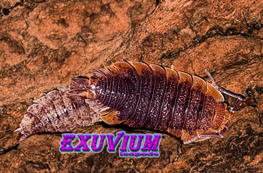 Porcellio sp. ‘Orange Skirt’ (Portugal) – Exuvium Isopods