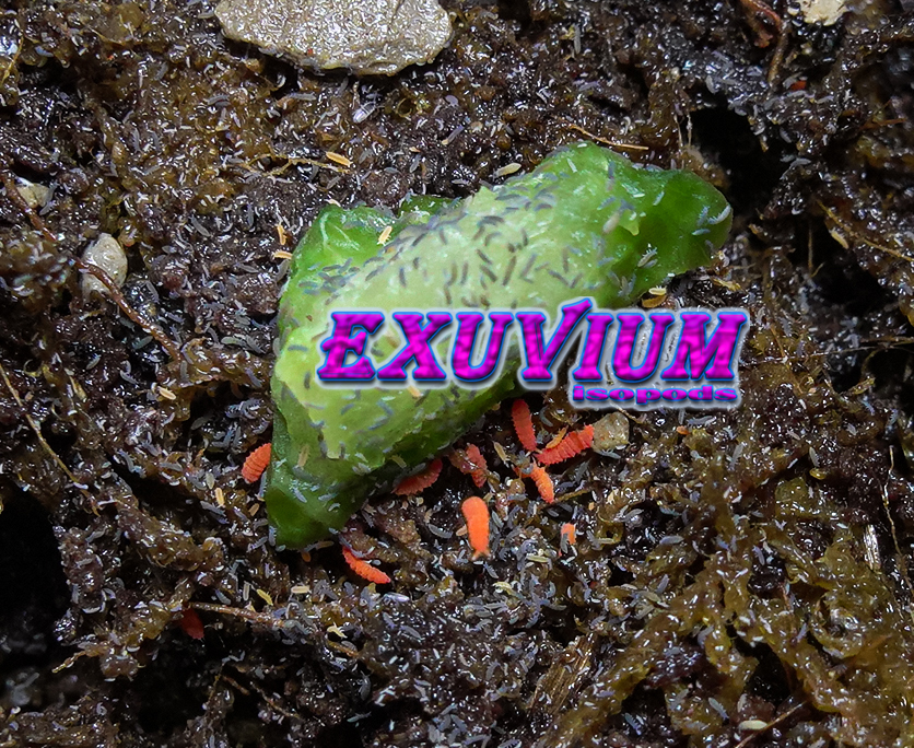 Yuukianura aphoruroides (Orange Springtails) – Exuvium Isopods