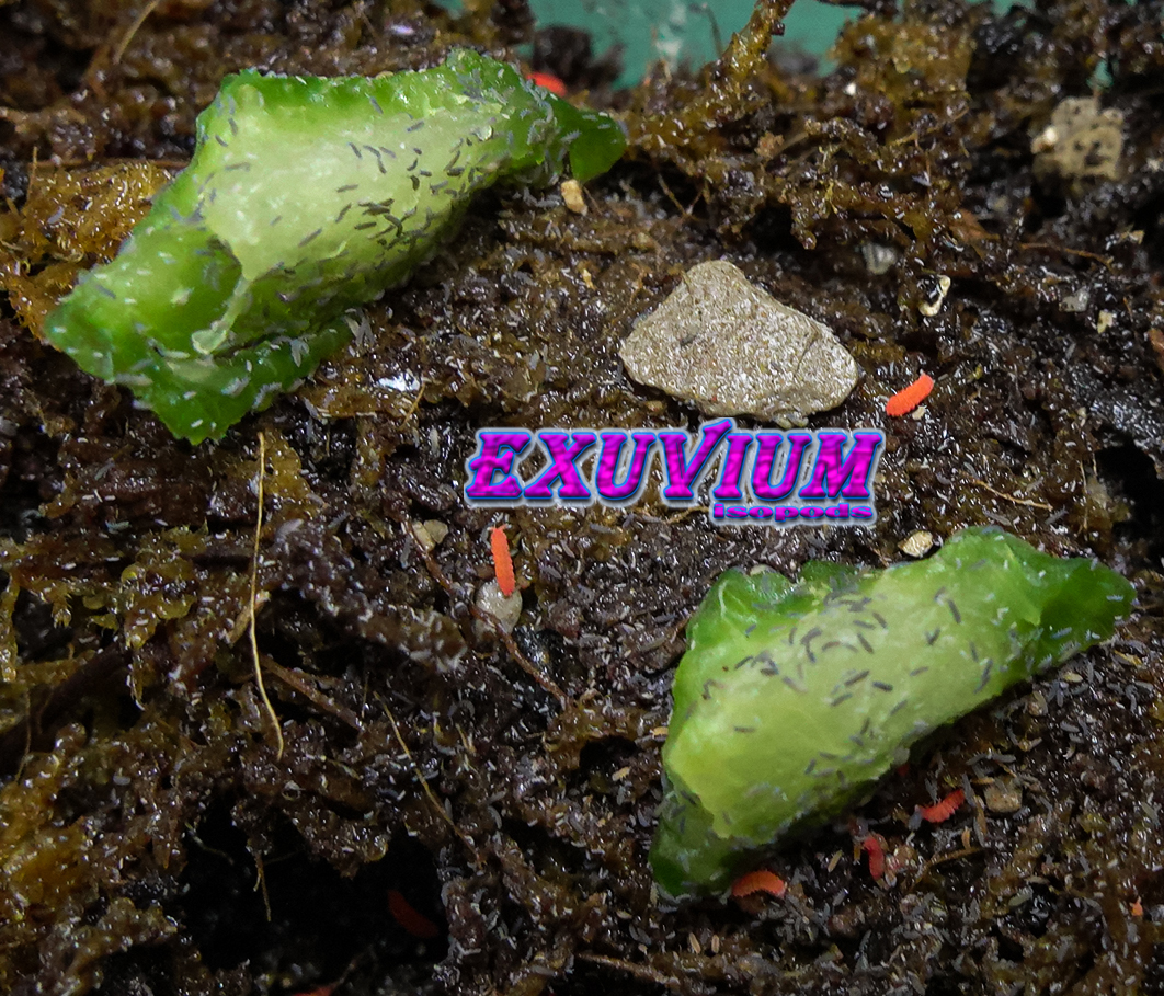 Yuukianura aphoruroides (Orange Springtails) – Exuvium Isopods