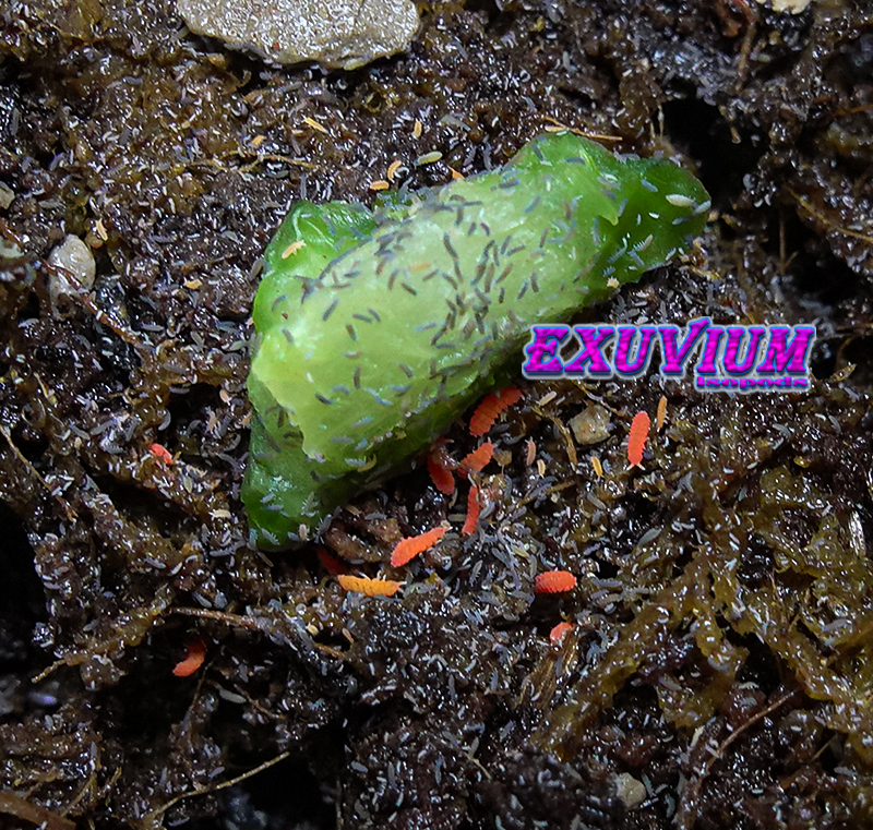 Yuukianura aphoruroides (Orange Springtails) – Exuvium Isopods