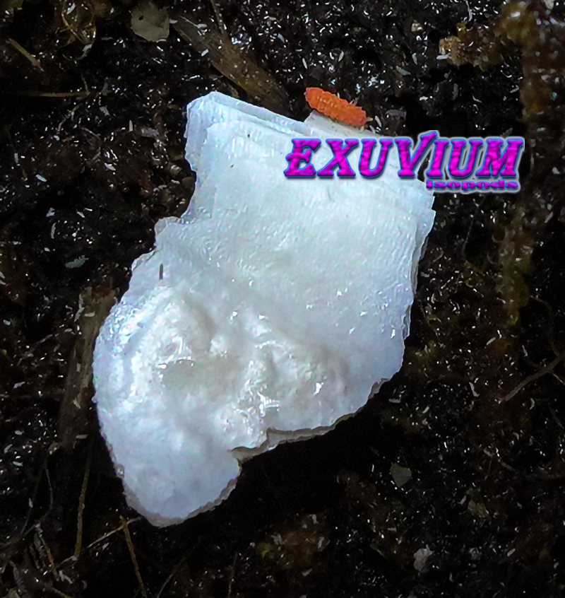 Yuukianura aphoruroides (Orange springtails) – Exuvium Isopods