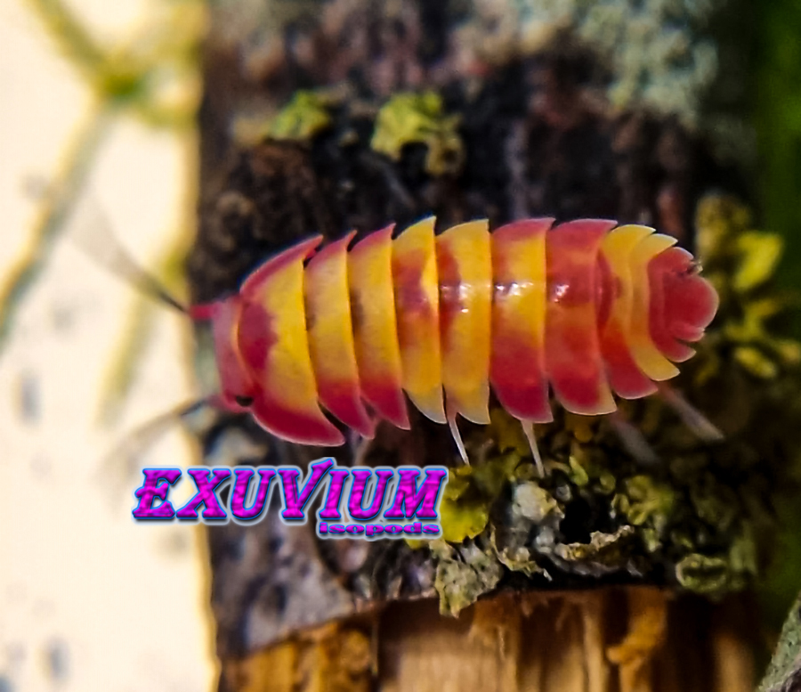 Ardentiella sp. ‘Pink Lemonade’ – Exuvium Isopods