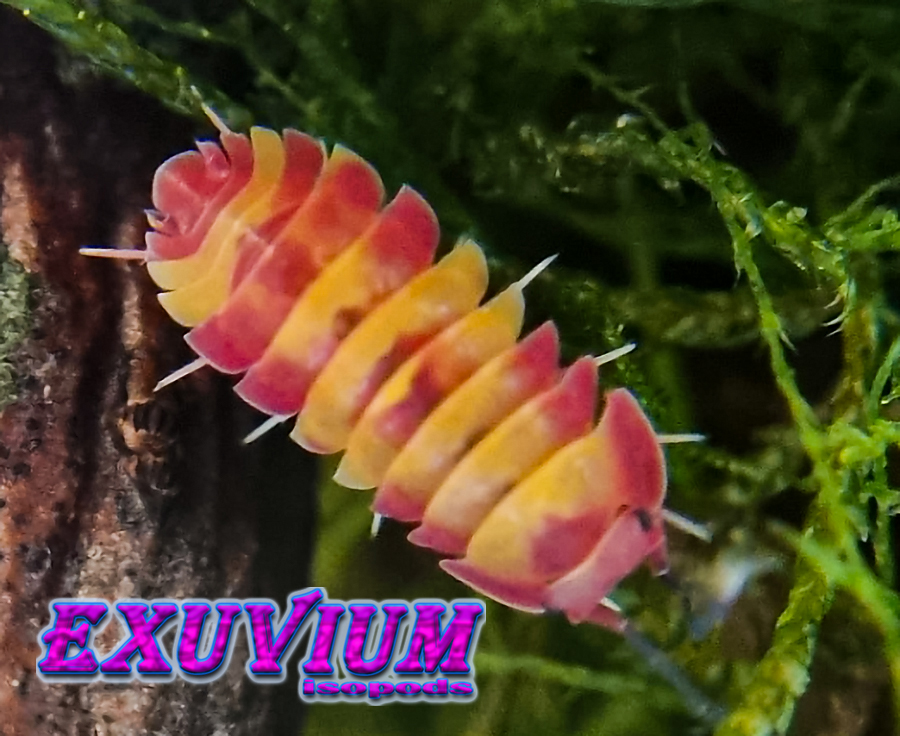 Ardentiella sp. ‘Pink Lemonade’ – Exuvium Isopods