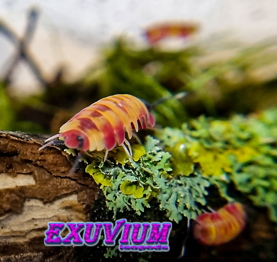 Ardentiella sp. ‘Pink Lemonade’ – Exuvium Isopods