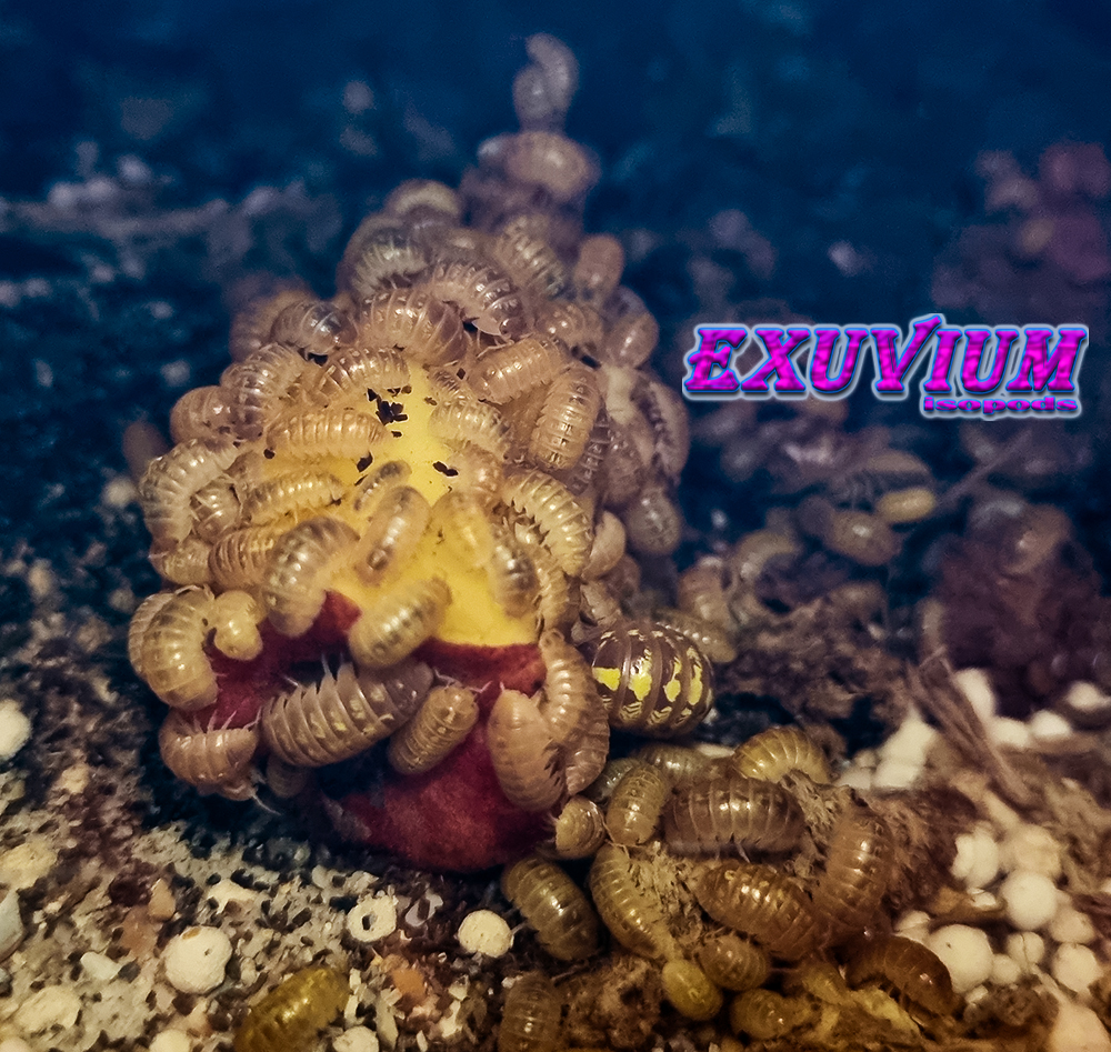 Armadillidium vulgare ‘Gold’ – Exuvium Isopods