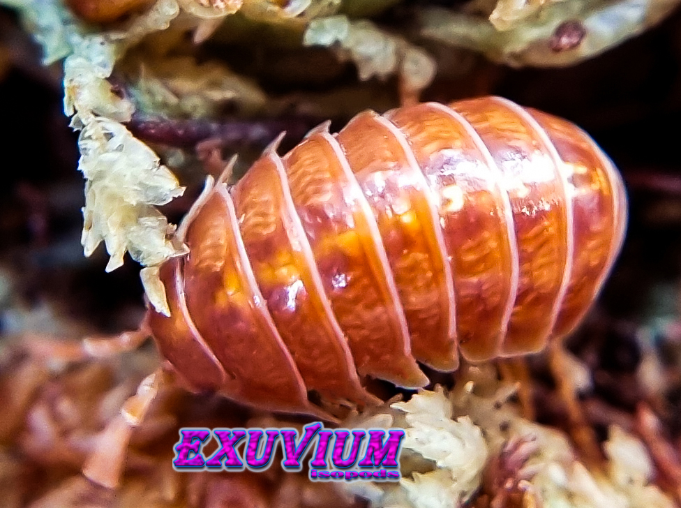 Armadillidium vulgare ‘Orange Vigor’ – Exuvium Isopods