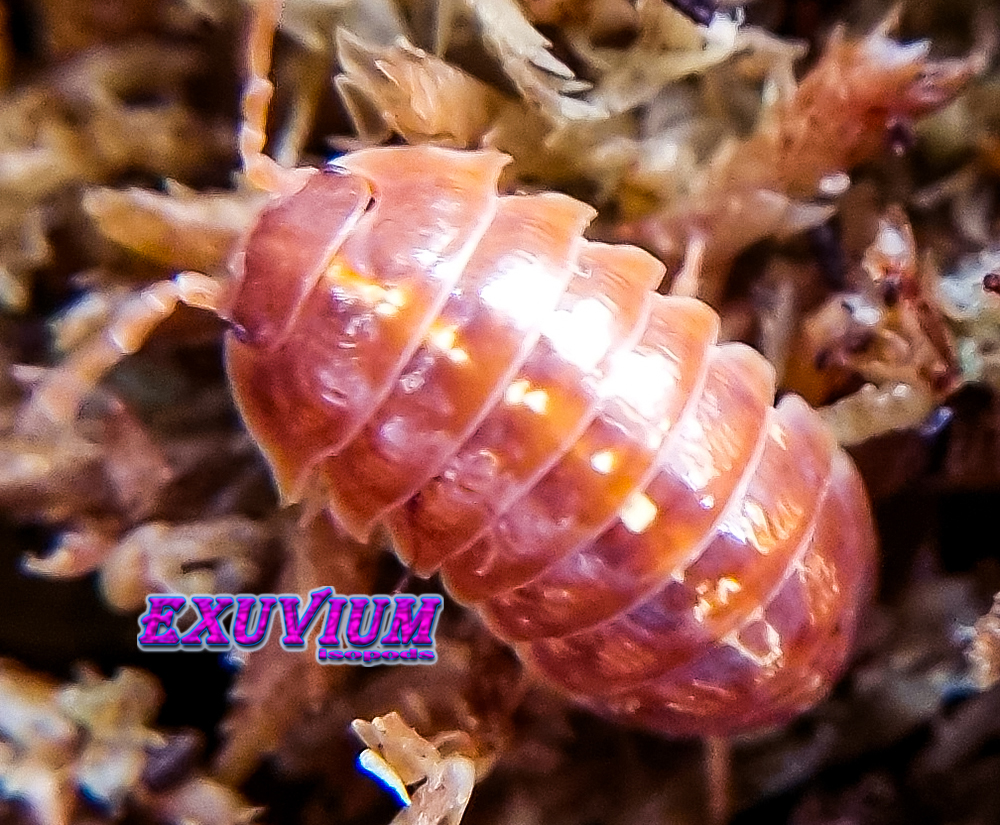 Armadillidium vulgare ‘Orange Vigor’ – Exuvium Isopods