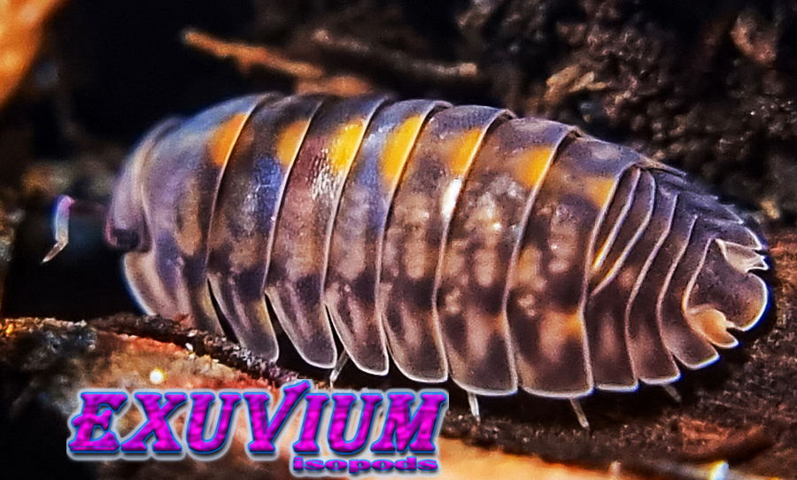 Cubaris sp. ‘Platin Tung Song’ – Exuvium Isopods