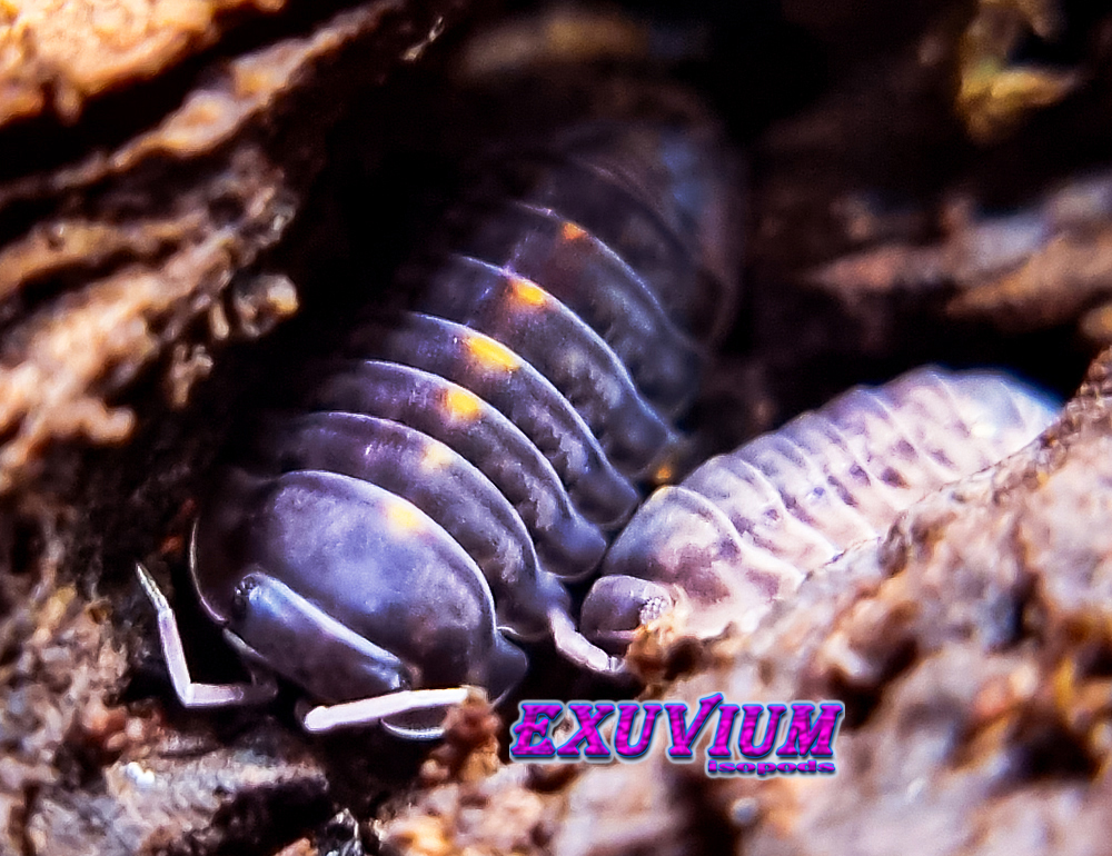 Cubaris sp. ‘Platin Tung Song’ – Exuvium Isopods