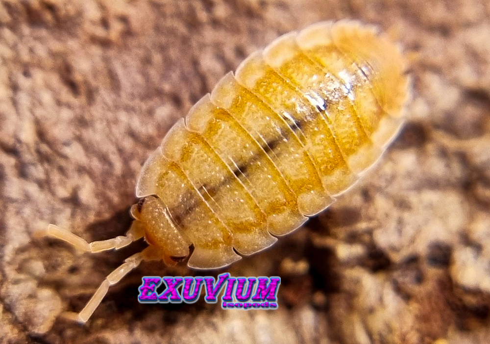Porcellio scaber ‘Orange’ – Exuvium Isopods