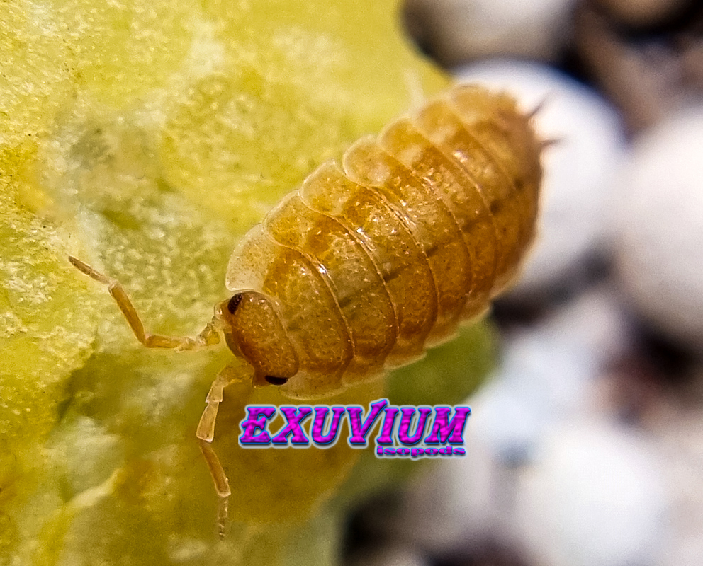 Porcellio scaber ‘Orange’ – Exuvium Isopods