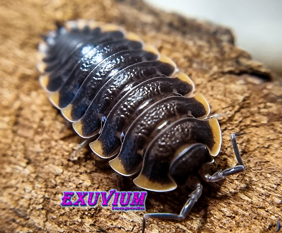 Trachelipus caucasius – Exuvium Isopods