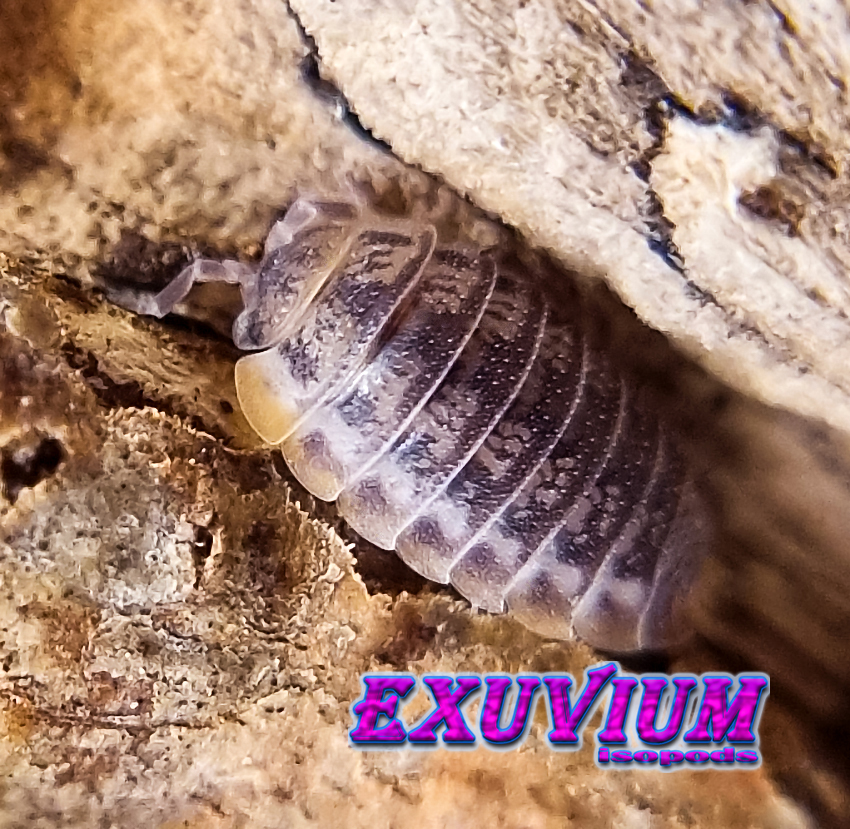 Agabiformius lentus | morph mix – Exuvium Isopods