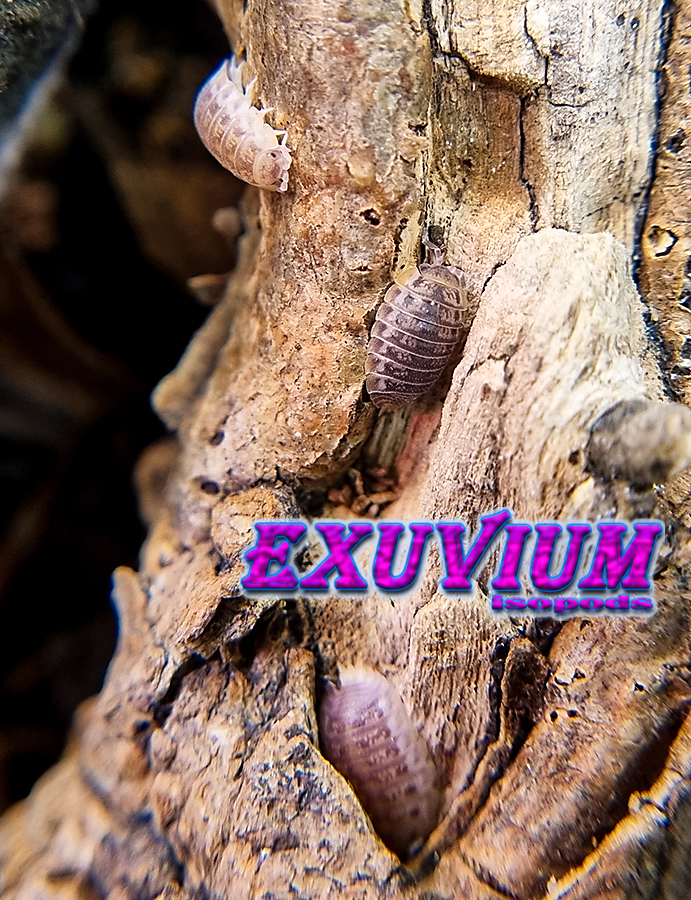 Agabiformius lentus | morph mix – Exuvium Isopods