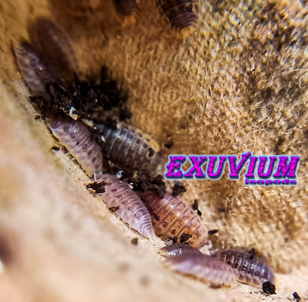 Agabiformius lentus | morph mix – Exuvium Isopods
