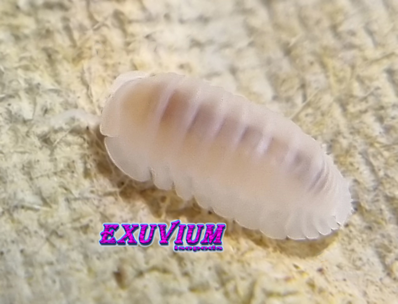 Cubaris murina ‘Glacier’ – Exuvium Isopods