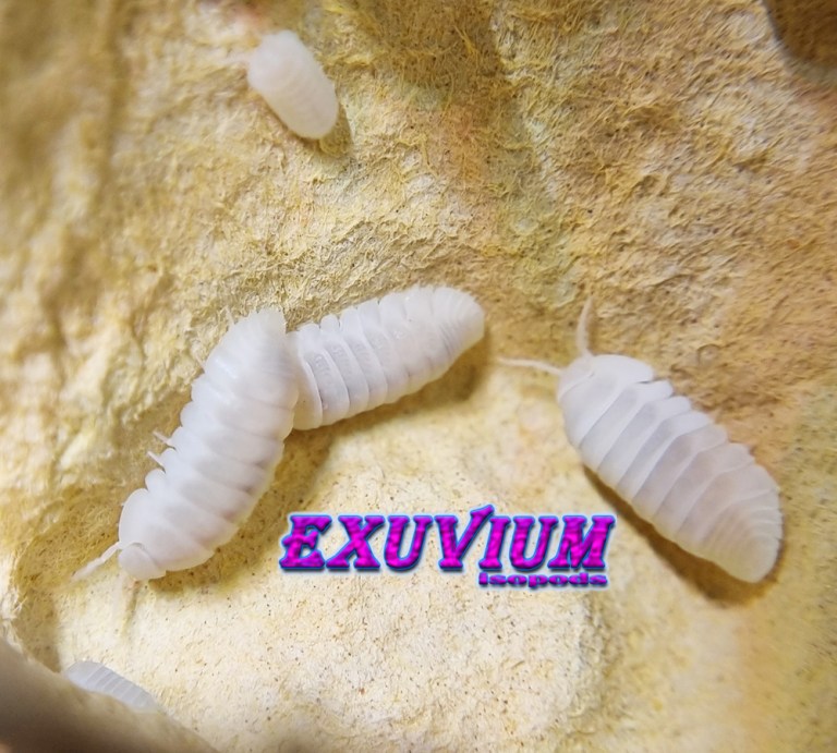 Cubaris murina ‘Glacier’ – Exuvium Isopods